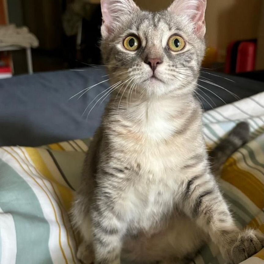 Котенок Тося, 5 мес