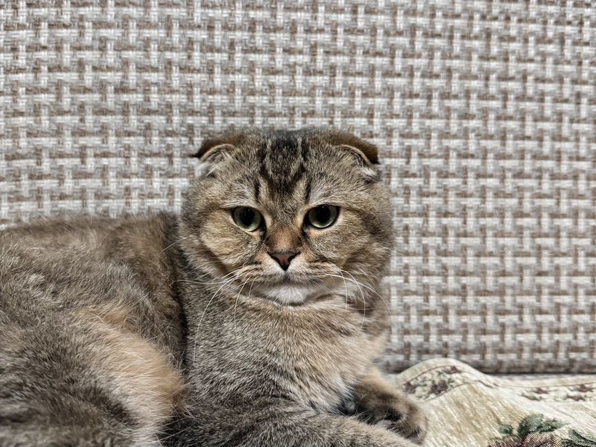 Британская шиншилла