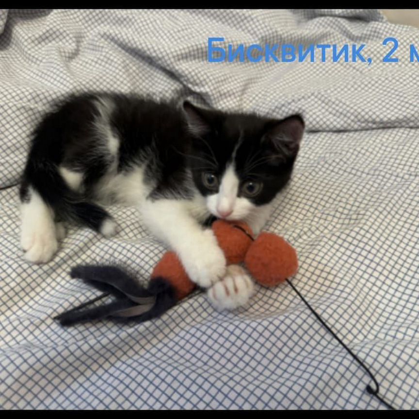 Котёнок бисквитик, 2 мес, черно-белого окраса