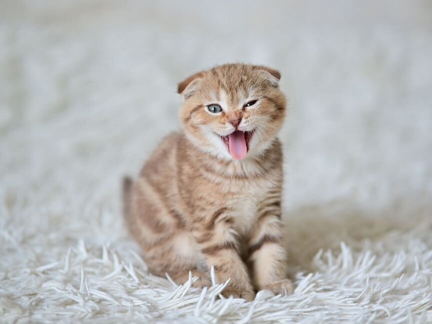 Милота