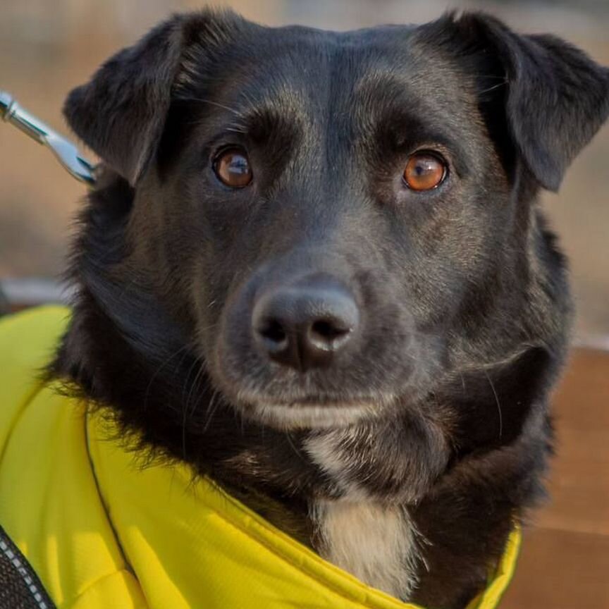 Красотка в добрые руки