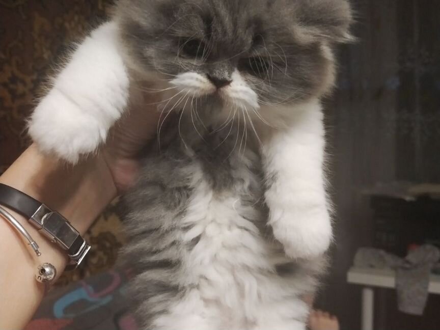 Шотландские котята