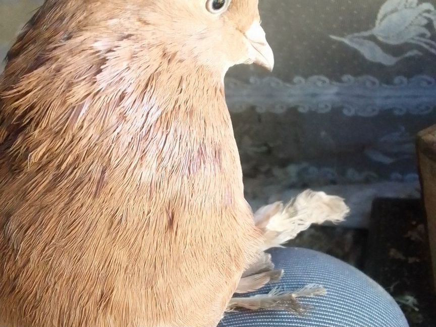 Продам Бакинцев