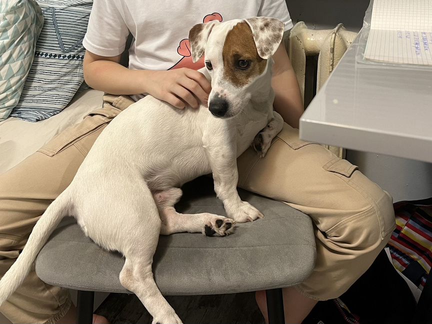 Джек рассел в добрые руки