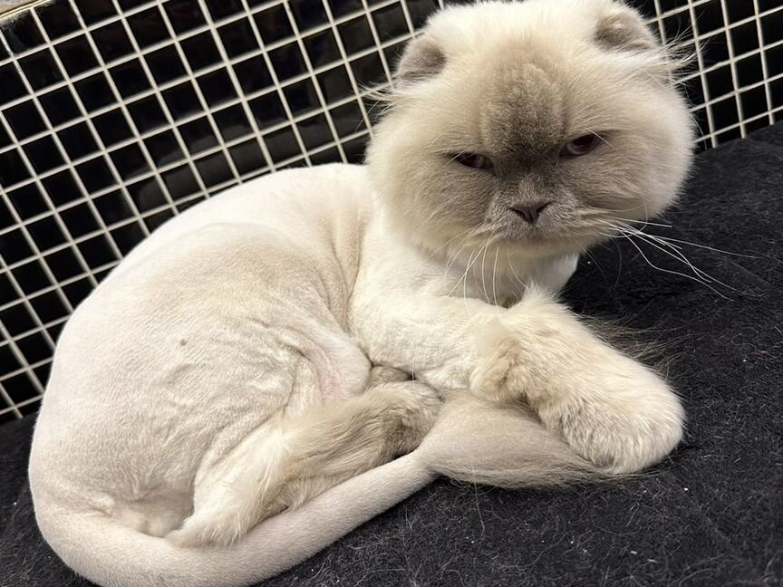 Британский котик