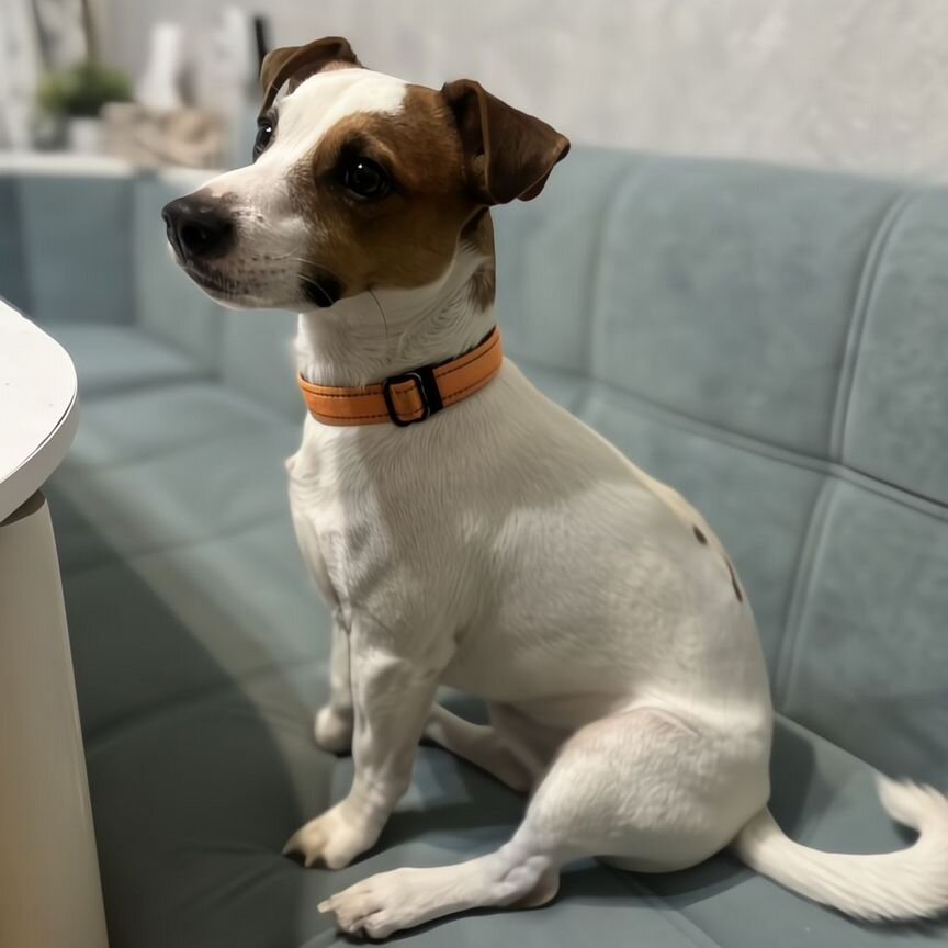 Джек-рассел-терьер, взрослый пёс