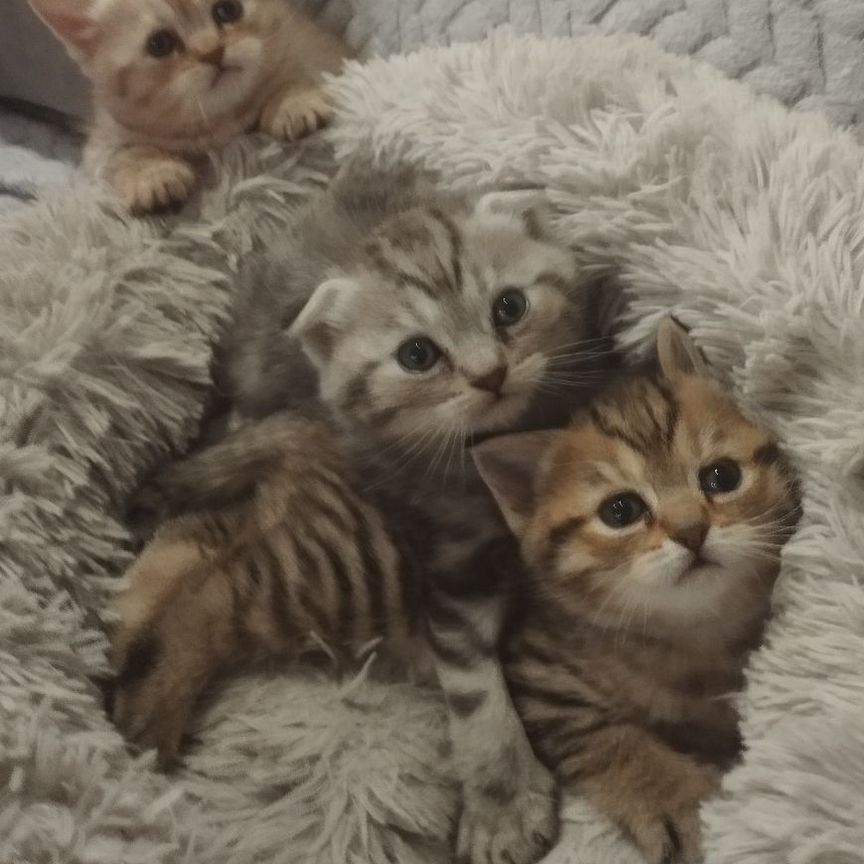 Шотландский вислоухий короткошёрстный котёнок
