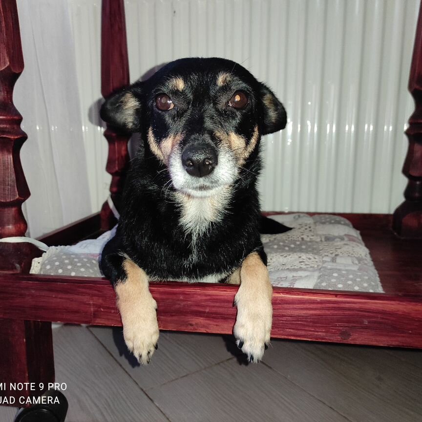 Маленькая собачка в добрые руки