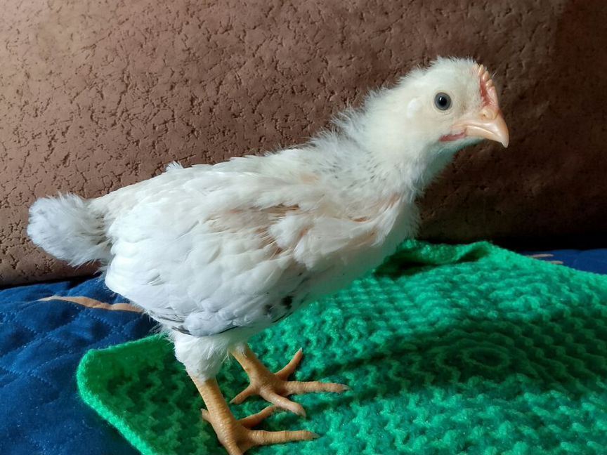 Цыплята породы адлерская серебристая