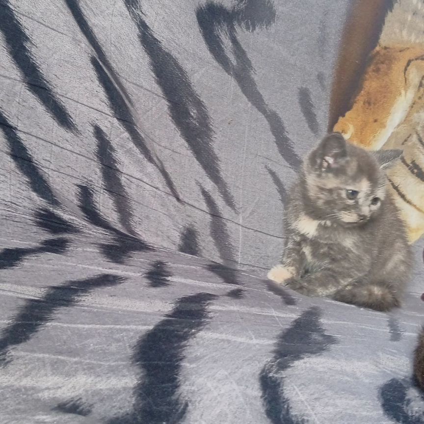 Серенькая кошечка шесть недель