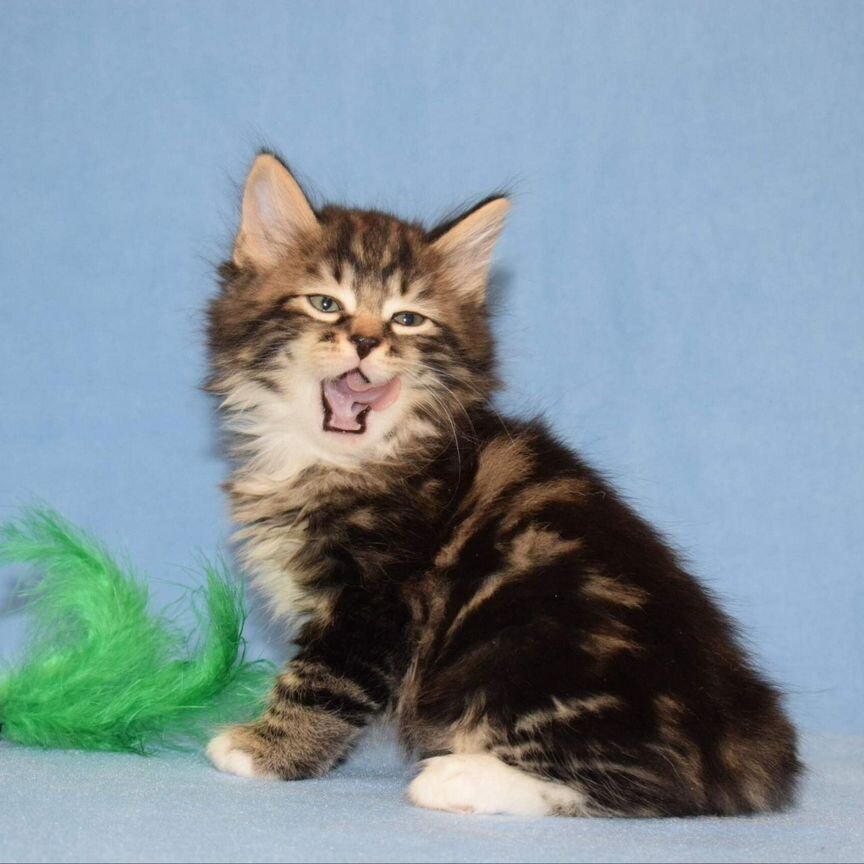 Рысенок, курильский бобтейл