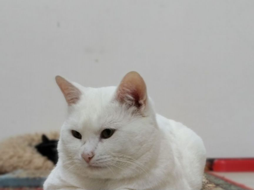 Ланс ищет дом