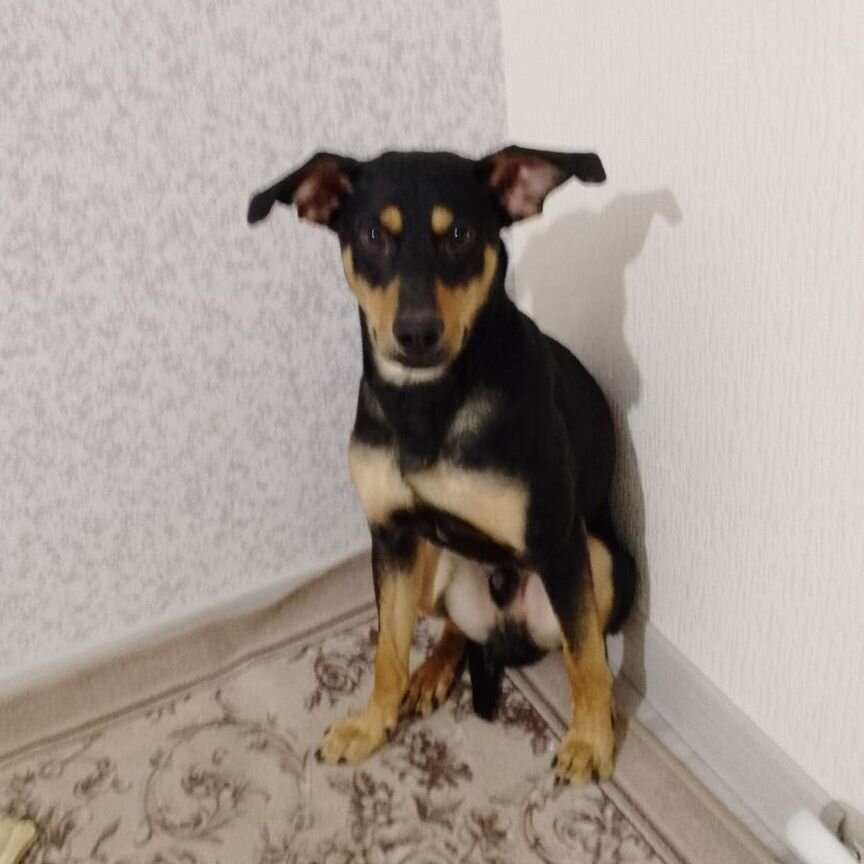 Немецкий пинчер собака