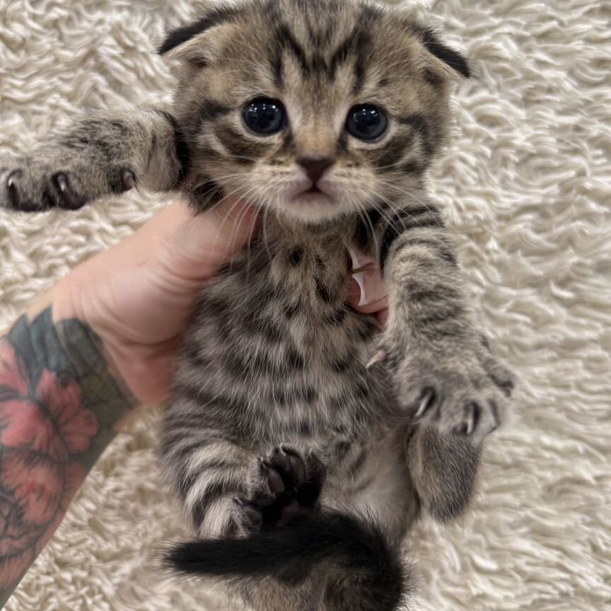 Шотландский вислоухий короткошёрстный котёнок