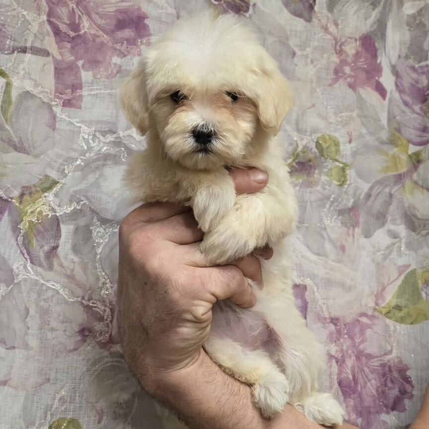 Мальтипу, щенок