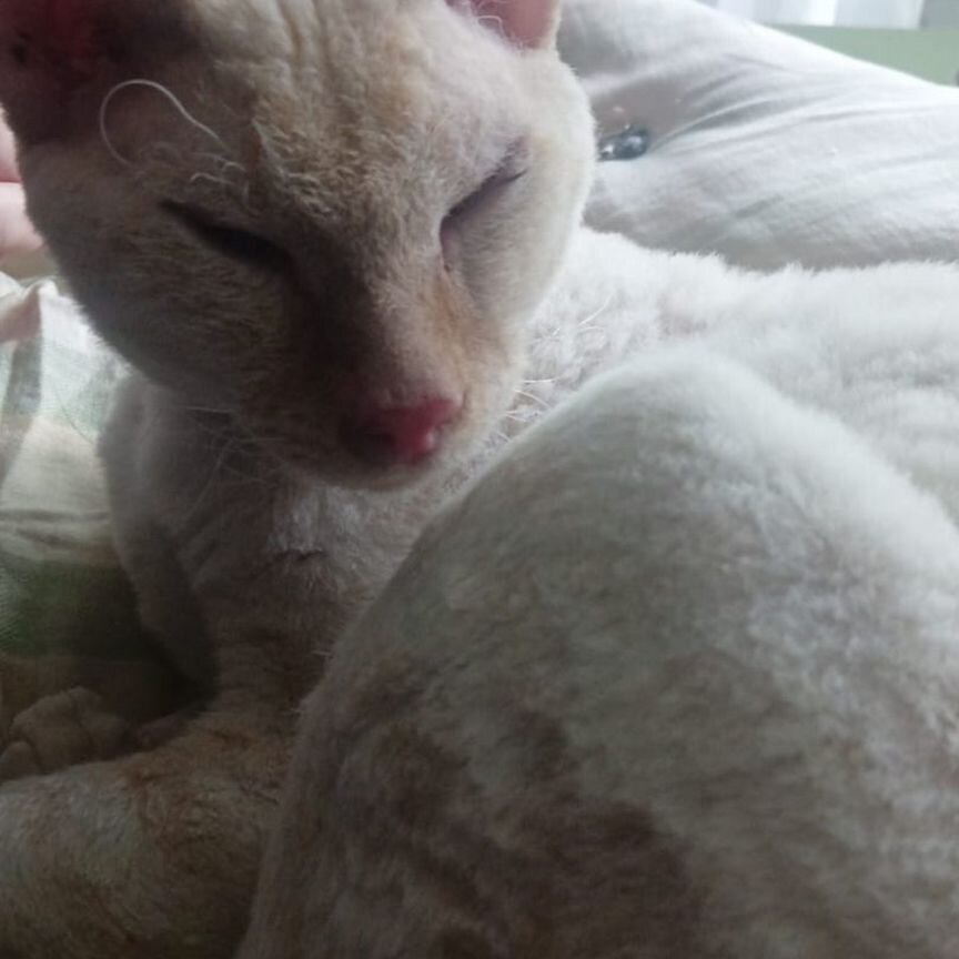 Велюровый Кот