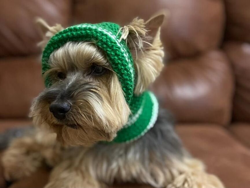 Одежда для собак