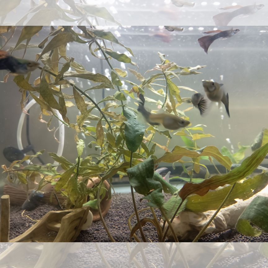 Аквариумные рыбки Гуппи