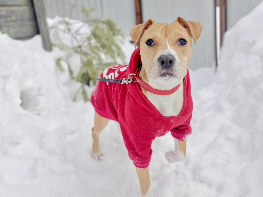 Щенок амстаффа в добрые руки