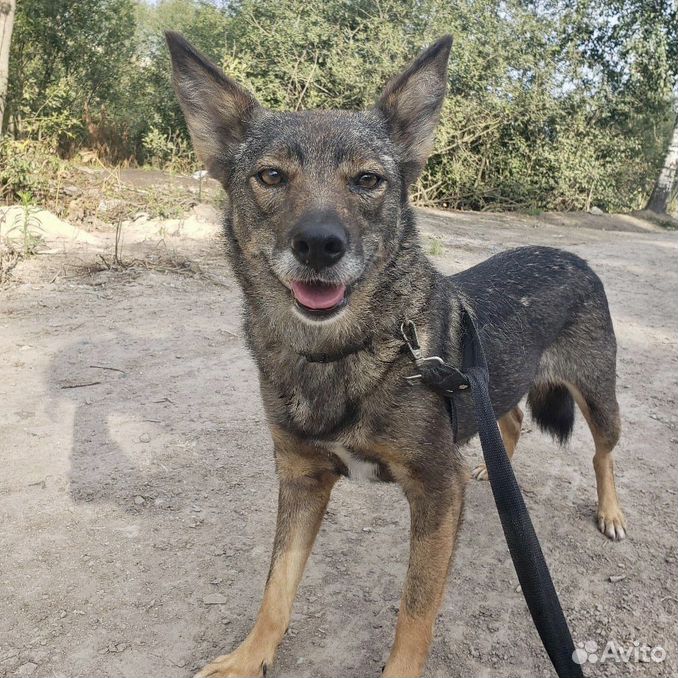 Самая маленькая собака приюта