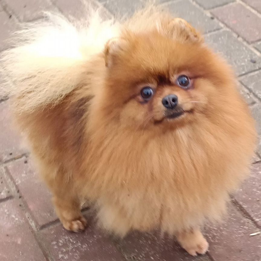 Померанский шпиц, взрослая собака