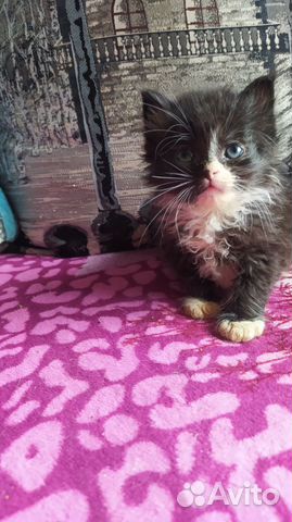 Котята отдам бесплатно