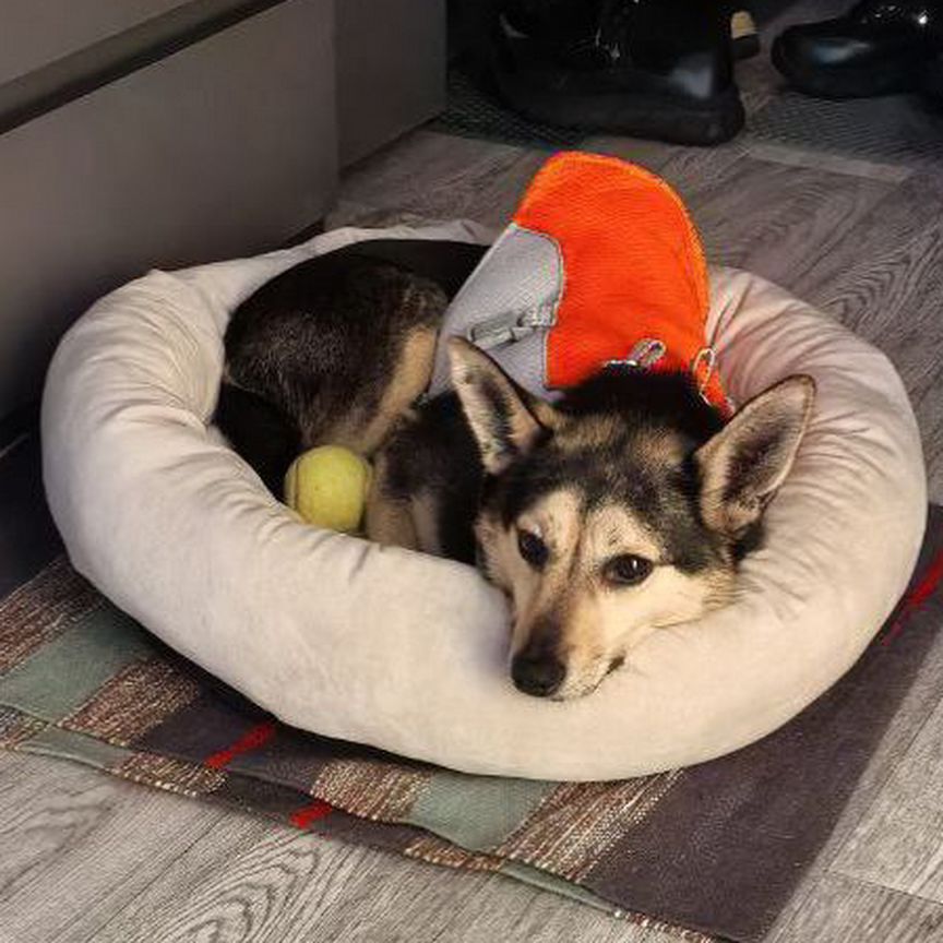 Взрослая собака в добрые руки