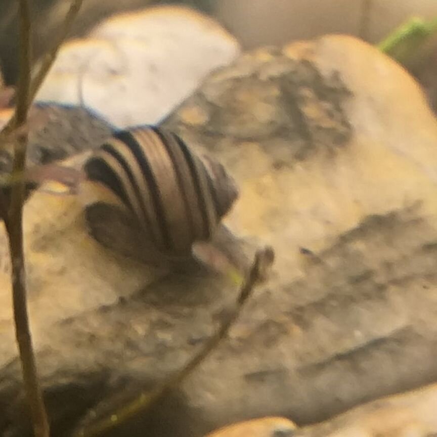 Улитки аквариумные Эльф-спикси