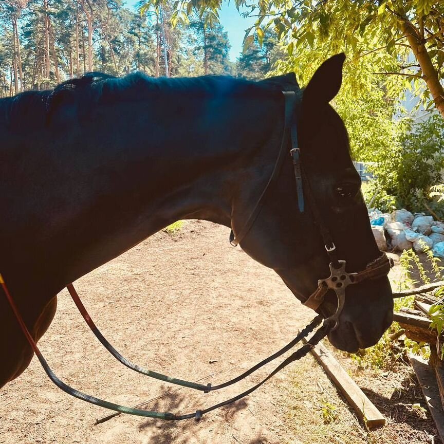 Хакамора для лошади