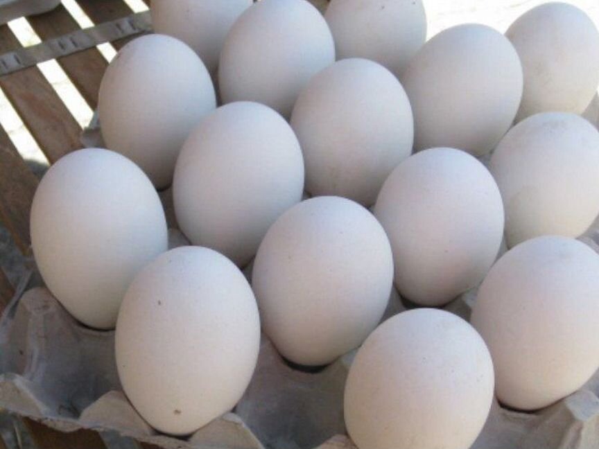 Яйцо холмогоров и тулузов