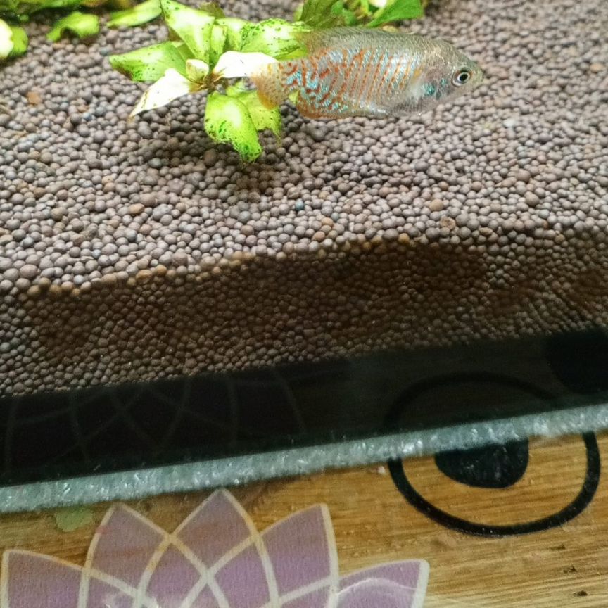 Лялиус рыбки