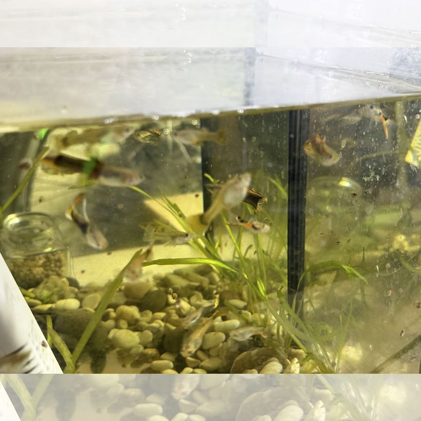 Рыбки гуппи