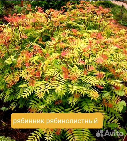 Кустарник - рябинник рябинолистный купить в Твери | Товары для дома и ...