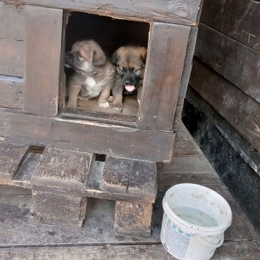 Лайка, щенок