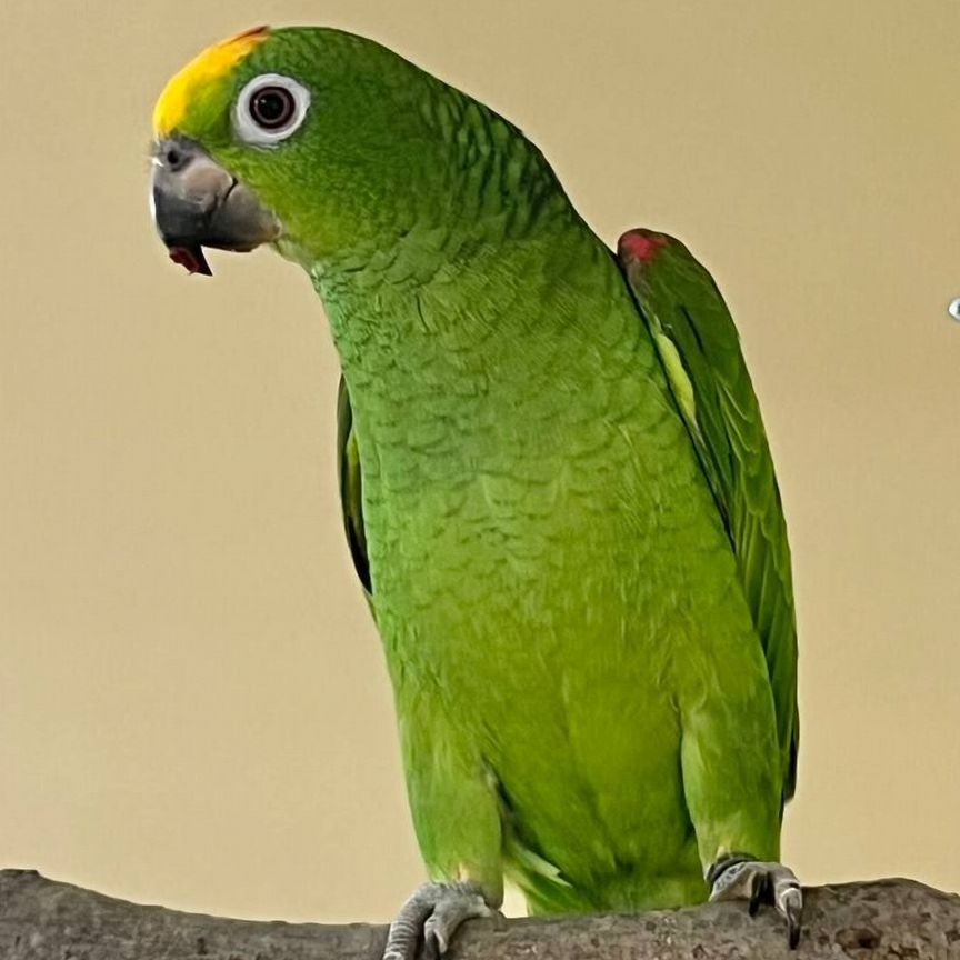 Попугай амазон