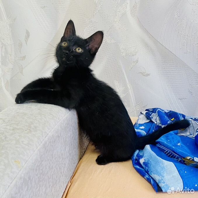 Экзотическая Черная Орхидея