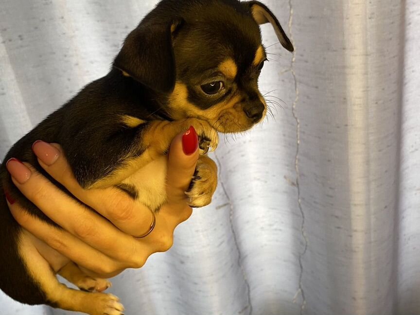 Щенок чихуахуа