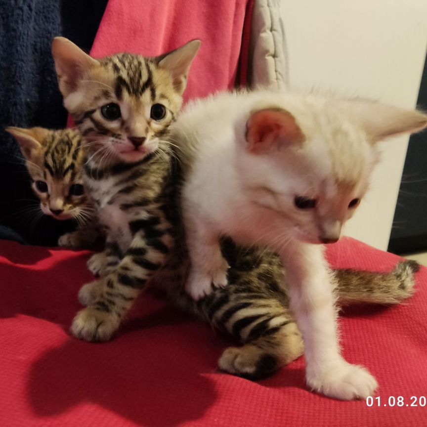 Бенгальские котята