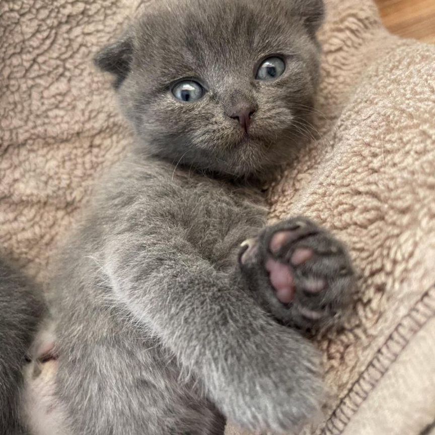 Шотландский вислоухий короткошёрстный котёнок