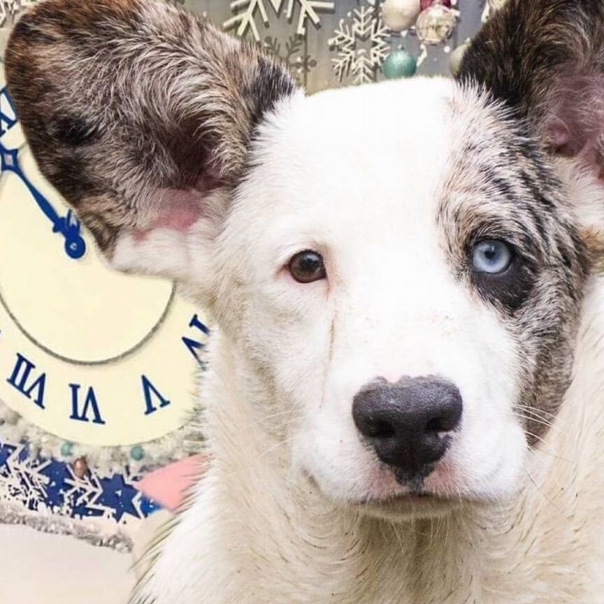 Вельш Корги Кардиган, щенок