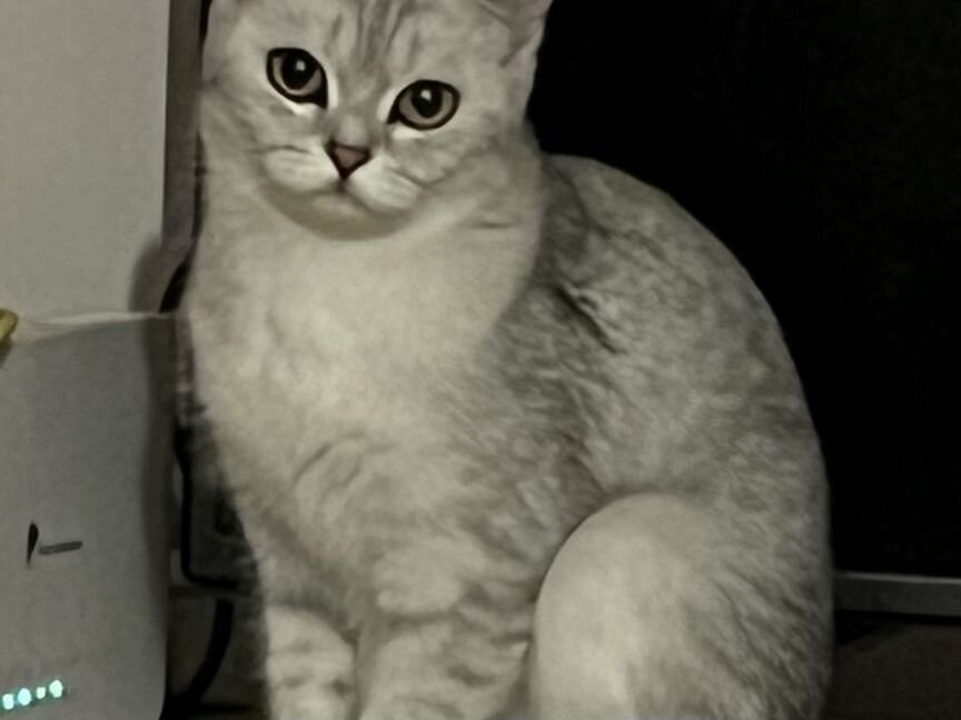 Кошка шотландская окрас серебристая шиншилла