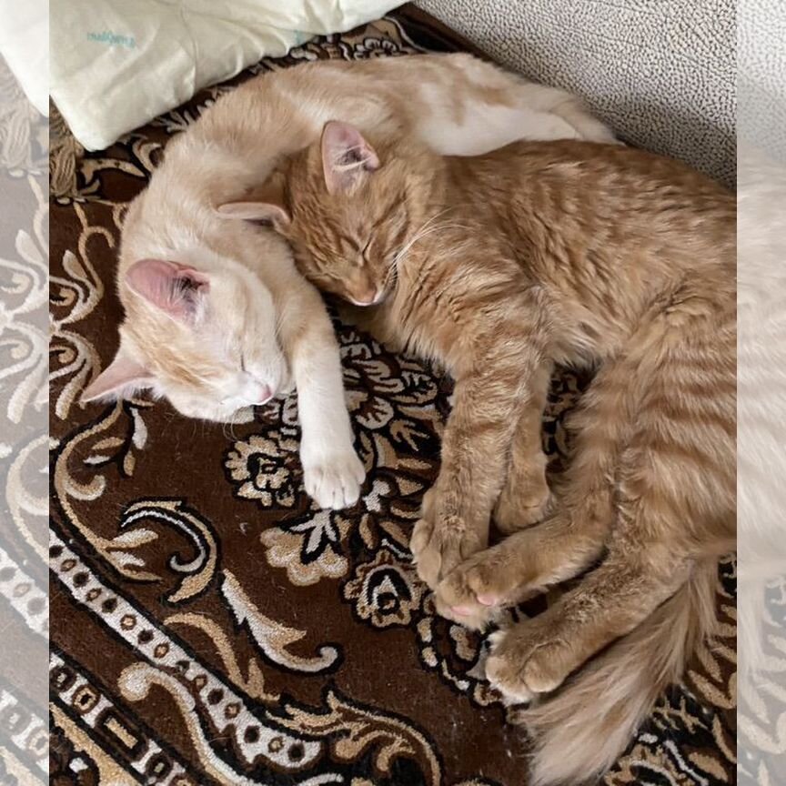 Кошка