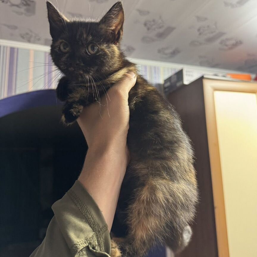 Котята в добрые руки бесплатно
