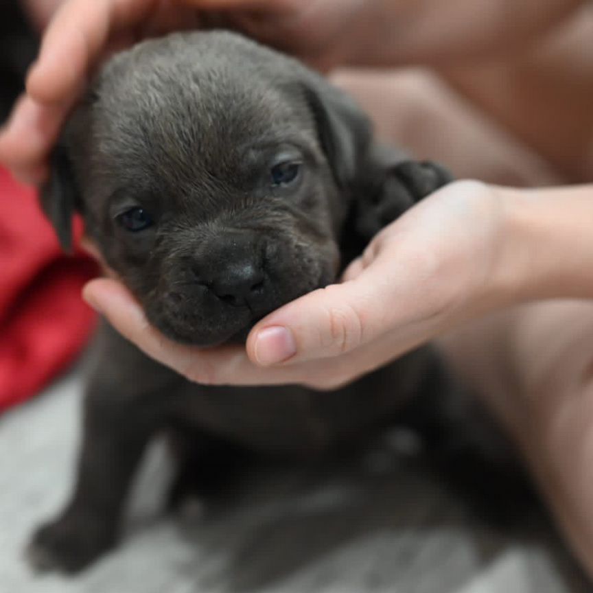 Щенки коне корсо