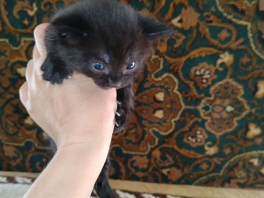 Отдам в добрые руки