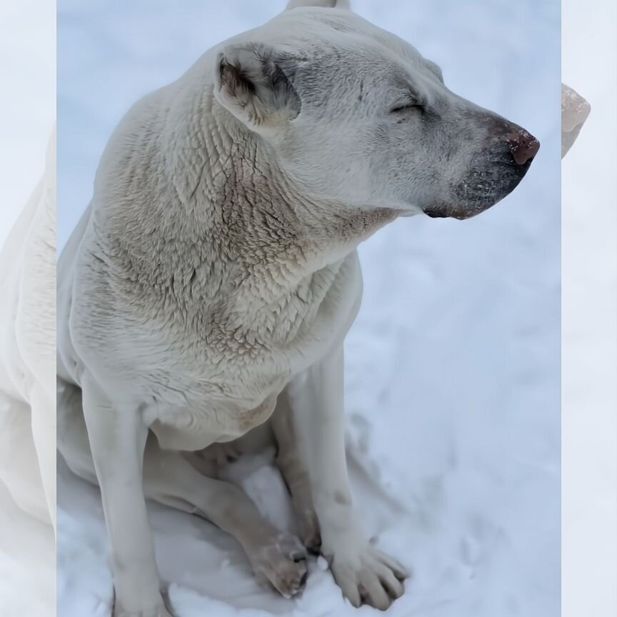 Среднеазиатская овчарка, взрослая собака
