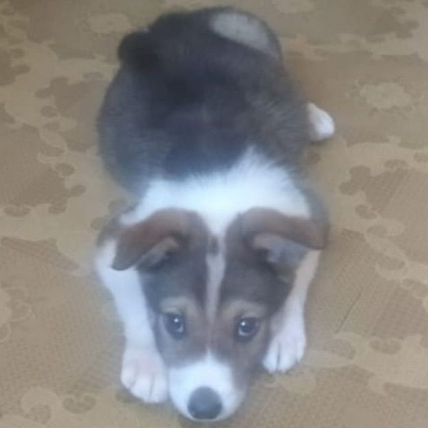 Щенок в добрые руки