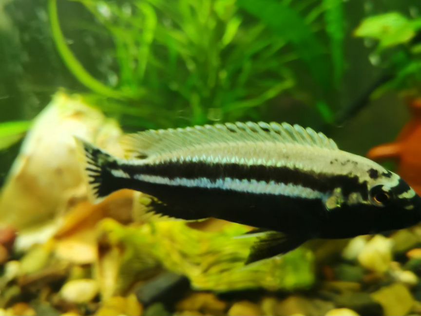 Ауратус Цихлида