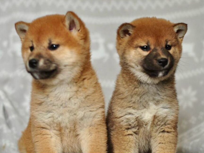 Щенки Сиба ину девочки