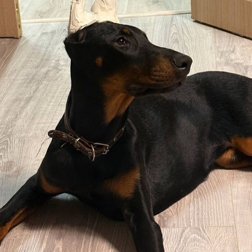 Доберман, щенок